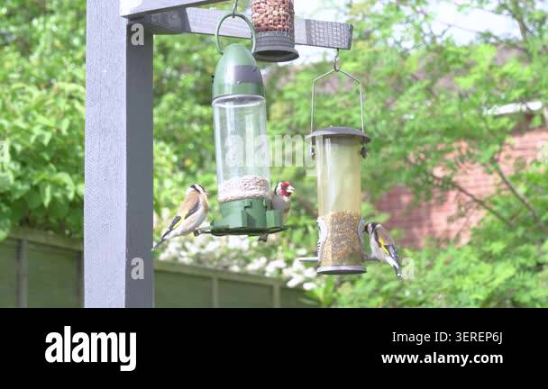 Three Goldfinch birds eat seeds and sunflower hearts from the feeders ...