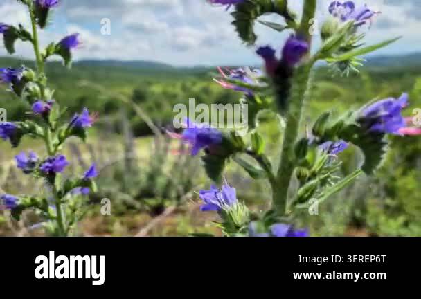 Common bruise Echium vulgare is blooming in the Carpathians Stock Video ...