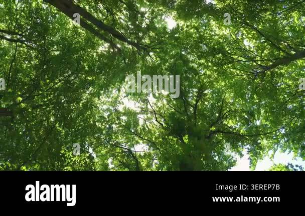 Mountain beech forest in the Carpathians in summer, view from below ...