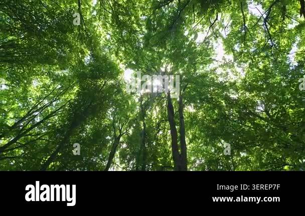 Mountain beech forest in the Carpathians in summer, view from below ...