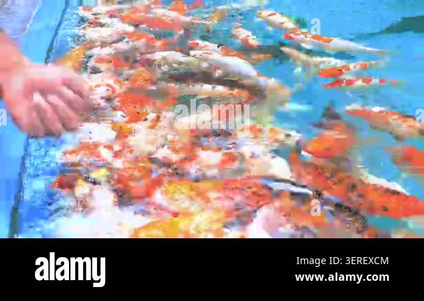 Colorful Koi Fish Swimming in Water Tank at Munnar Kerala Tourist ...