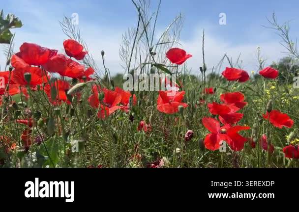 Blooming wild steppe with poppies and other plants Stock Video Footage ...