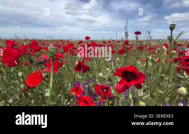 Blooming wild steppe with poppies and other plants Stock Video Footage ...