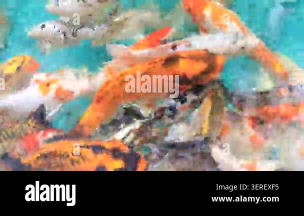 Colorful Koi Fish Swimming in Water Tank at Munnar Kerala Tourist ...