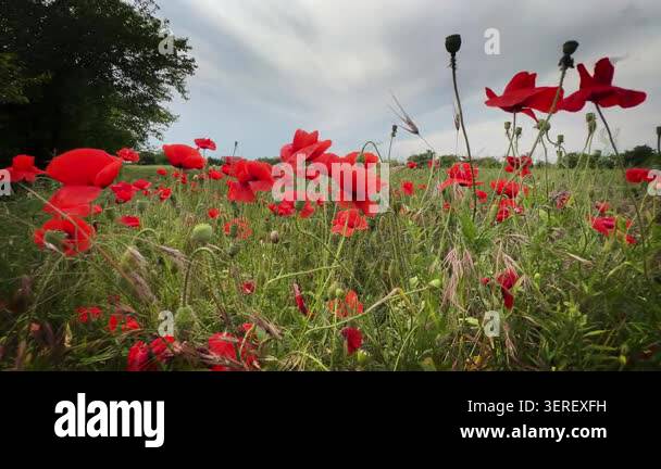 Blooming wild steppe with poppies and other plants Stock Video Footage ...
