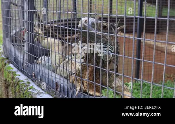 Iguana Reptile Resting on Wooden Log at Munnar Kerala Animal Attraction ...
