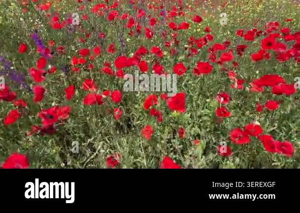Blooming wild steppe with poppies and other plants Stock Video Footage ...