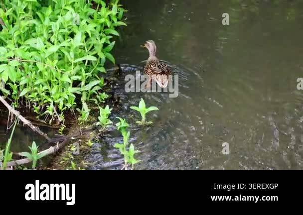 Female duck swims gracefully in a calm pond, leading her six ducklings ...