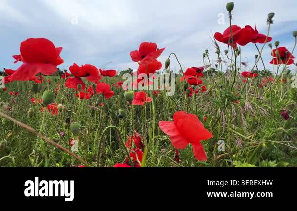Blooming wild steppe with poppies and other plants Stock Video Footage ...