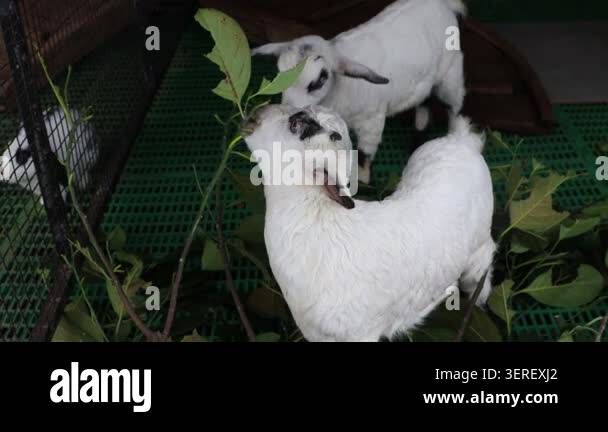 Two Miniature Goats Eating Leaves in Enclosure at Munnar Kerala Animal ...