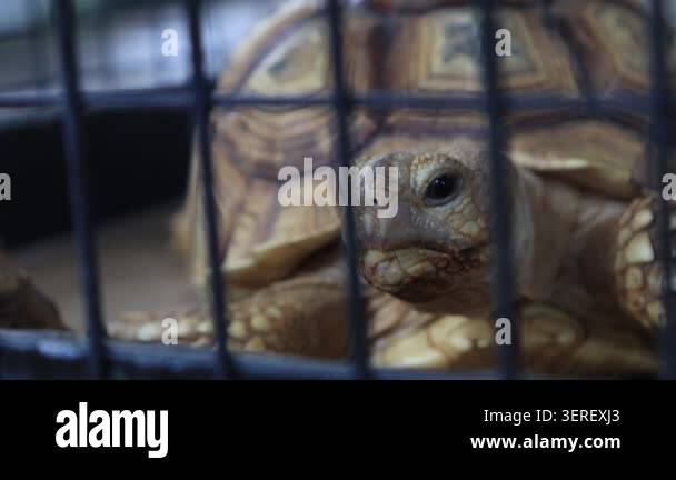 Two Tortoises Walking in Enclosure at Munnar Kerala Wildlife Tourist ...