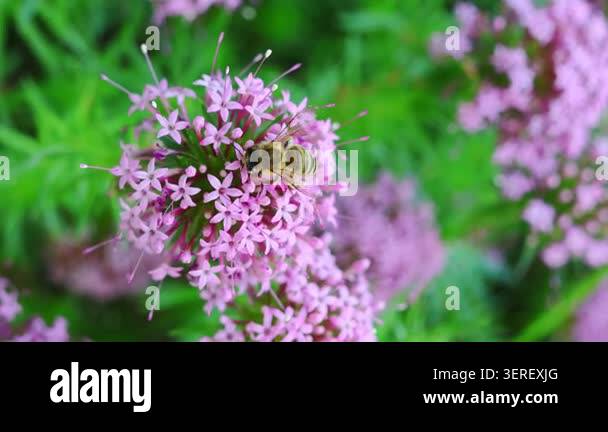 Honeybee gathers nectar from vibrant pink flowers in a garden ...