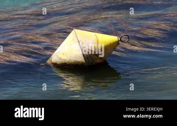 Yellow buoy drifts on tranquil water, surrounded by strands of seaweed ...