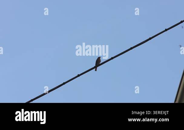 Bird sits on a power line under a clear blue sky, shifting its position ...