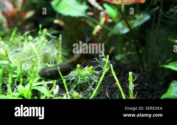 Fish swimming through lush aquatic plants in a vibrant aquarium ...