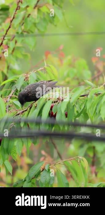 Vertical shot. Beautiful wild starling perching on a lush cherry tree ...