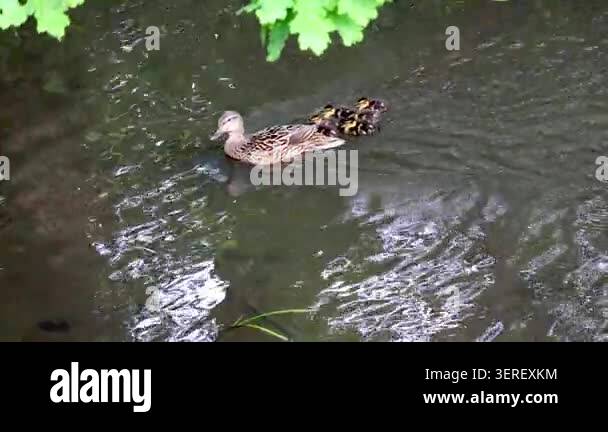 Female duck swims gracefully in a calm stream, leading a line of ...