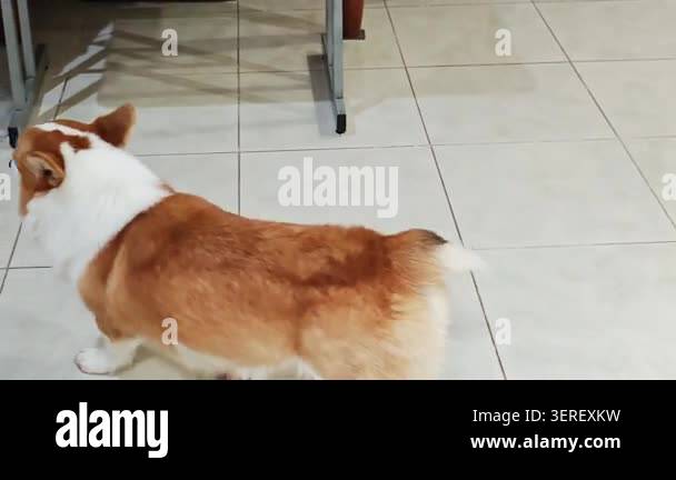Happy Pembroke Welsh Corgi standing on tiled floor Stock Video Footage ...