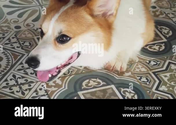 Profile of a happy Welsh Corgi dog looking up Stock Video Footage - Alamy