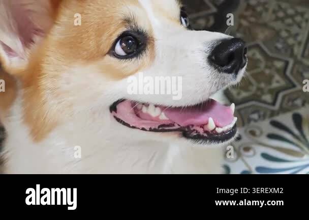 Extreme close up of a happy smiling Welsh Corgi face Stock Video ...