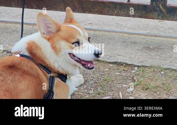 Cute Welsh Corgi wearing a harness outdoors Stock Video Footage - Alamy