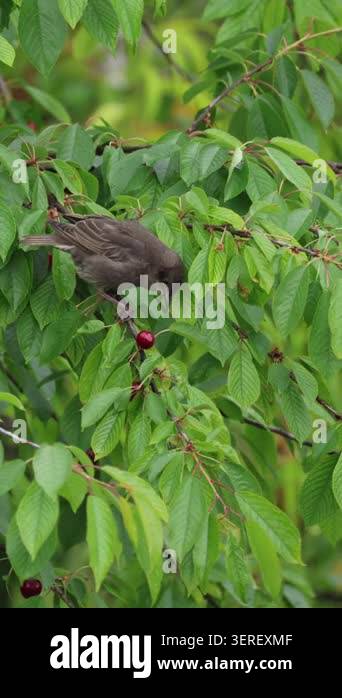 Vertical video. Young starling perched on a branch, skillfully pecking ...
