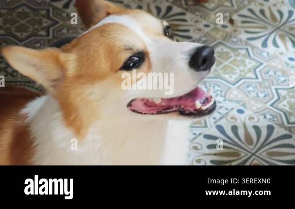Happy smiling Welsh Corgi dog looking up Stock Video Footage - Alamy