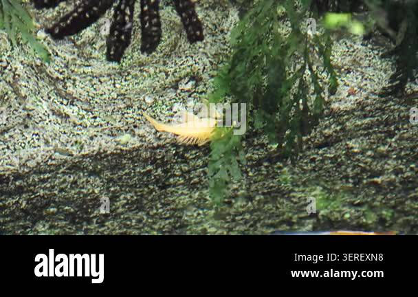Yellow fish glides through lush aquatic vegetation and sandy bottom ...