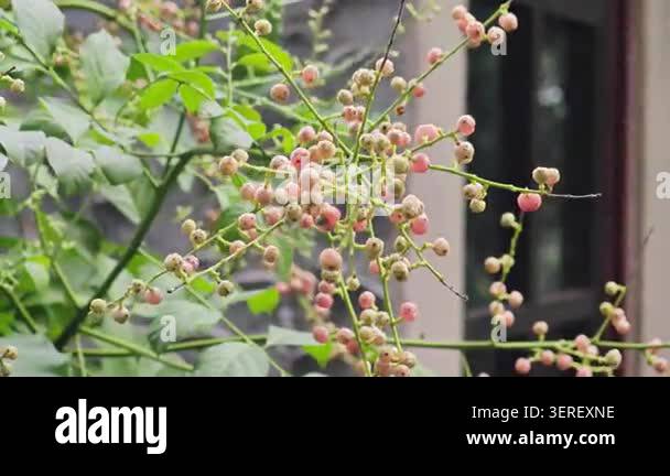 Cluster of small pink wild berries on green branches Stock Video ...