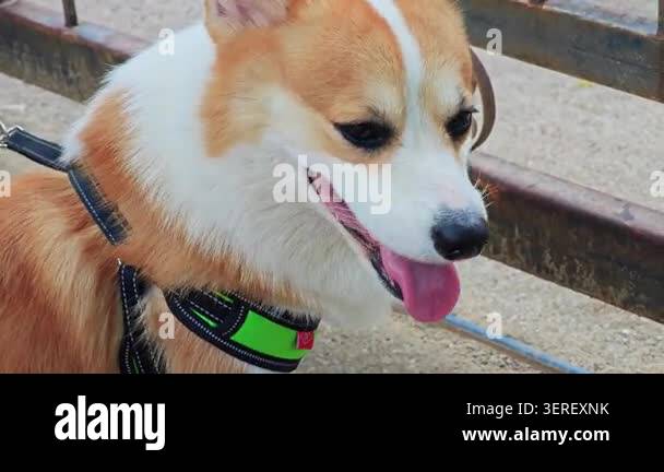 Excited Welsh Corgi dog looking up and smiling outdoors Stock Video ...
