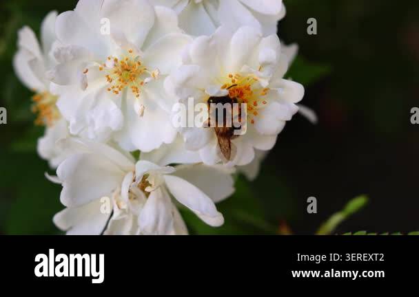 Honeybee gathers nectar from white flowers with yellow centers in a ...
