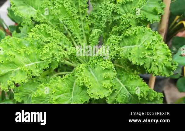 Fresh green curly kale leaves in the garden Stock Video Footage - Alamy