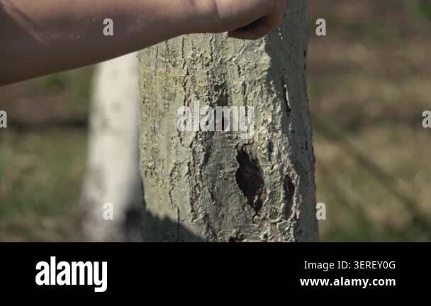Spring. Woman whitewashing trees to protect them from insects Stock ...