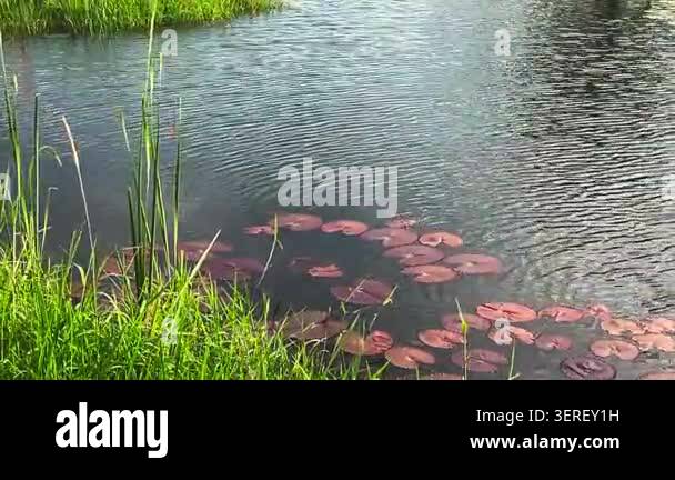 Peaceful pond with rippling water and lily pads, natural background ...