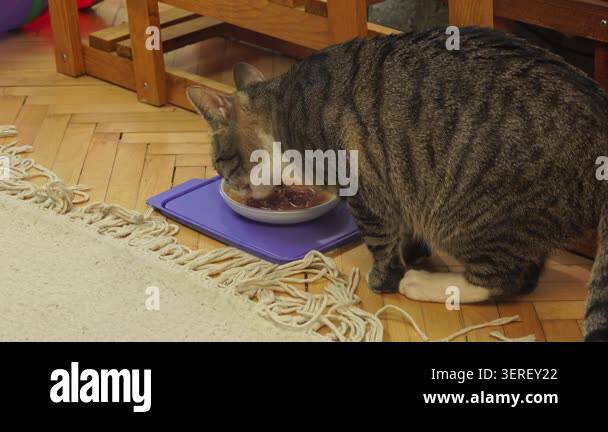 Common breed, apartment cat, eating wet food from a cat dish Stock ...