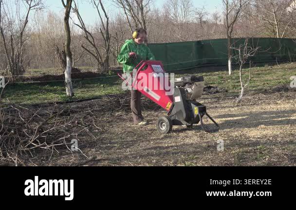 Middle-aged woman in the garden in spring, chopping branches with a ...