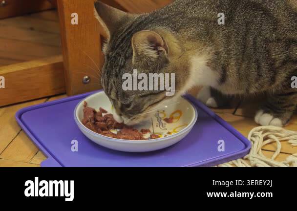 Common breed, apartment cat, eating wet food from a cat dish Stock ...