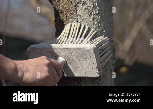Spring. Woman whitewashing trees to protect them from insects Stock ...