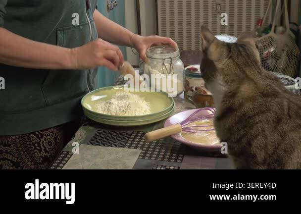 woman in the kitchen preparing chicken schnitzels - chicken meat coated ...