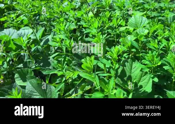 Bushes and leaves swaying in sunlight breeze, nature background video ...