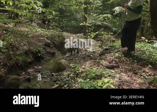 Middle-aged woman walking along a river, through the forest, with her ...
