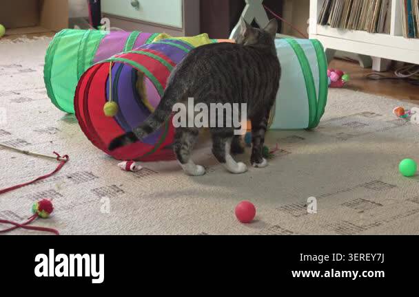 A domestic companion cat plays hide and seek inside a textile cat ...