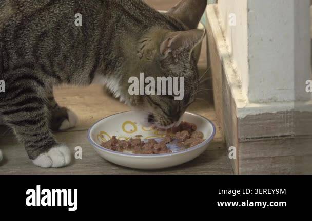 A common breed domestic cat happily devours delicious canned wet food ...