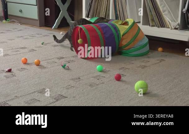A domestic cat stays hidden inside a textile tunnel toy, intently ...