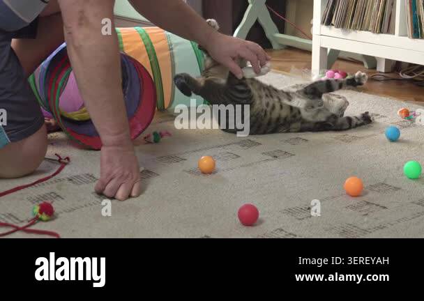 A common breed cat enjoys a lively play session, chasing small balls ...