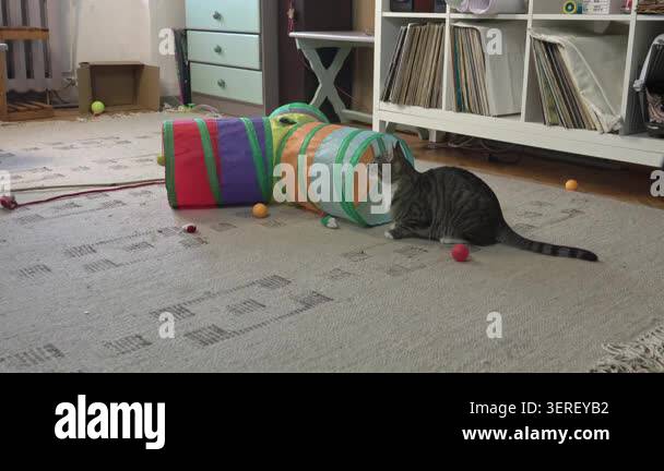 A domestic cat has fun in a cozy living room, playing with various cat ...