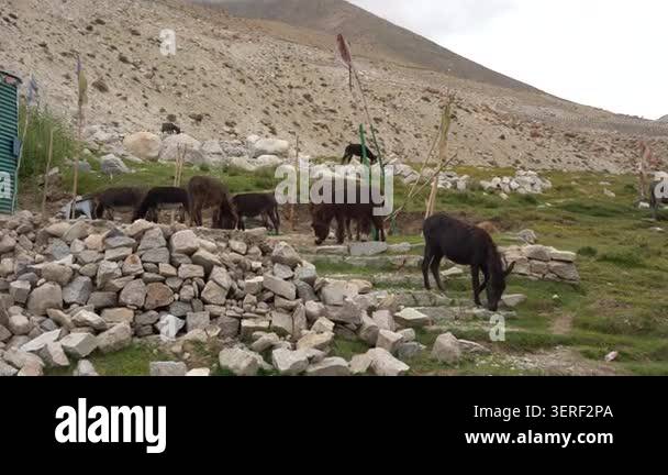 Donkeys grazing on mountain, Ladakh, India Stock Video Footage - Alamy