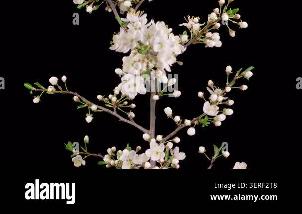 Cherry Blossom. White Flowers Blossoms on the Branches Cherry Tree ...