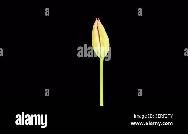 Tulips Blossoms. Beautiful Timelapse of Pink Tulip Flower Blooming on ...