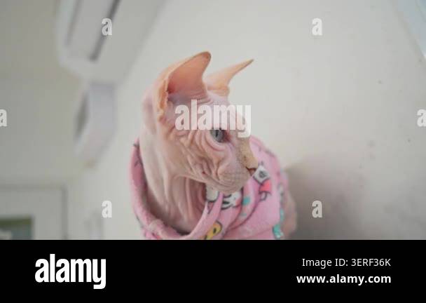 Cute Sphynx cat wearing pink cartoon sweater looking away Adorable ...